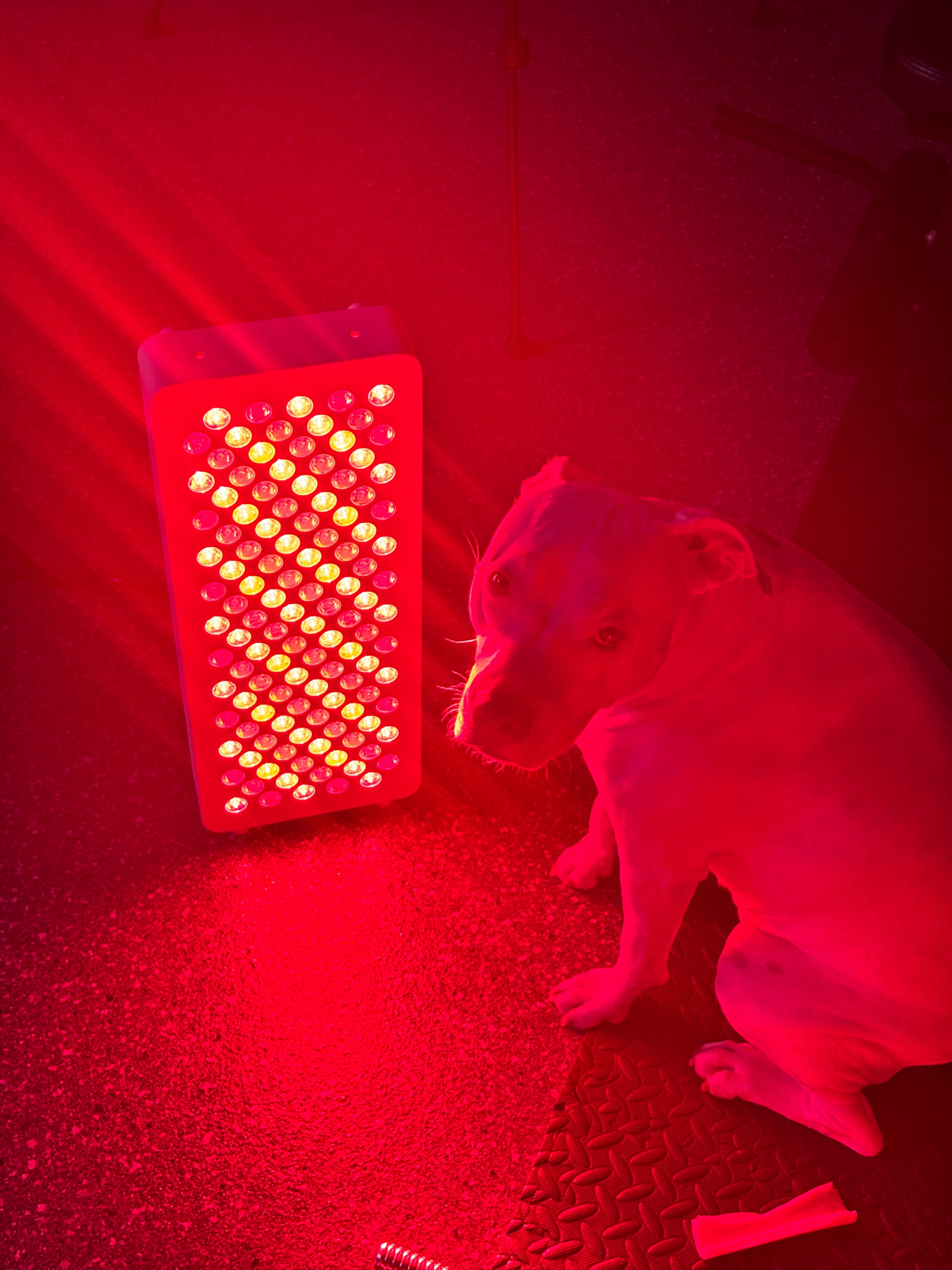 Red Light Therapy For Dogs – The Red Light Lab